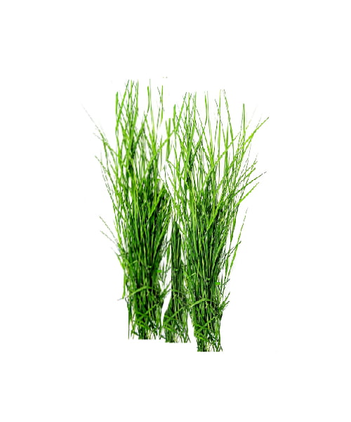 Arugampul (Grass) - 80g to 100gm | MyIndia.Sg